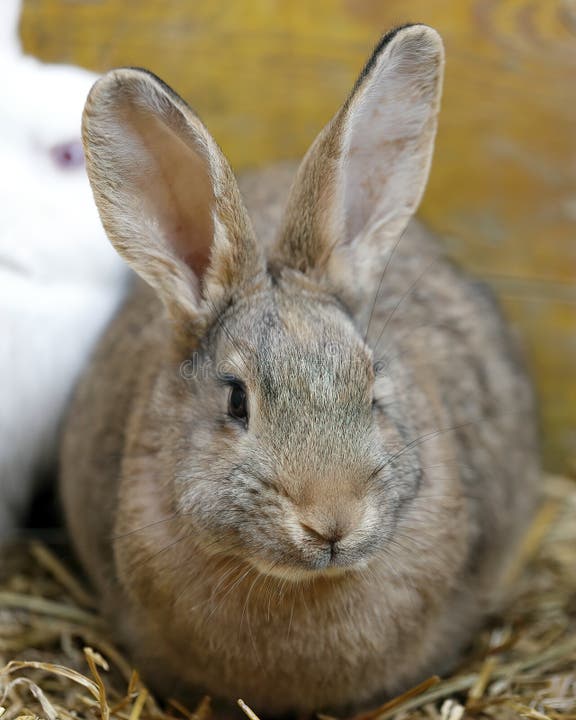 Close-up of a Rabbit Crouching on the Straw of the Cage Stock Photo ...