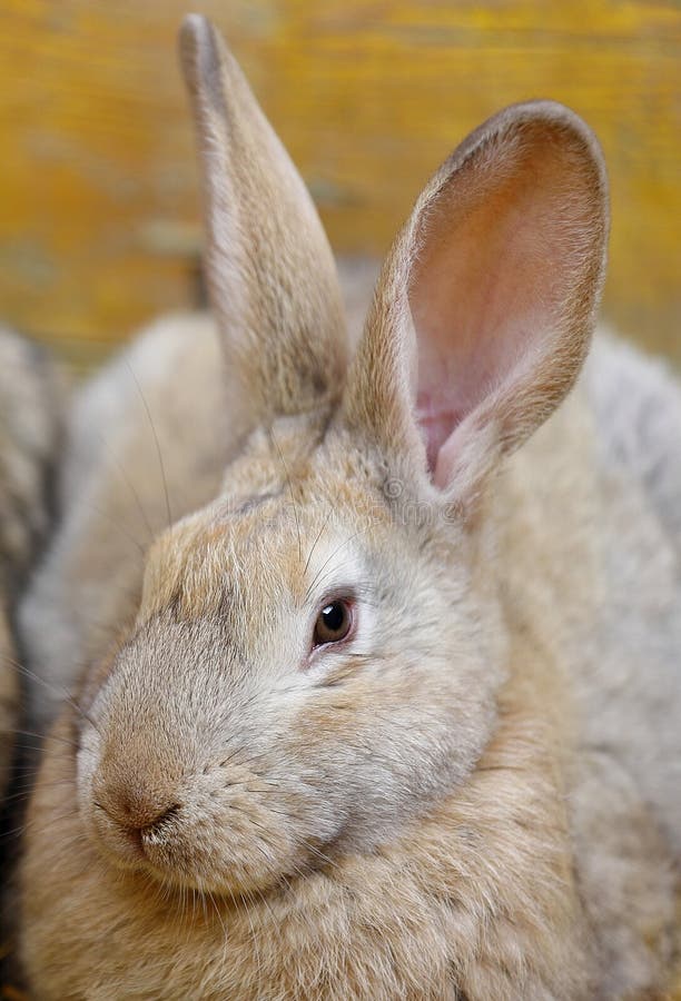 Close-up of a Rabbit Crouching on the Straw of the Cage Stock Image ...