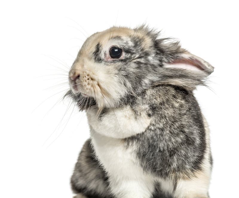 Close-up of a Rabbit, Isolated Stock Image - Image of white, people ...