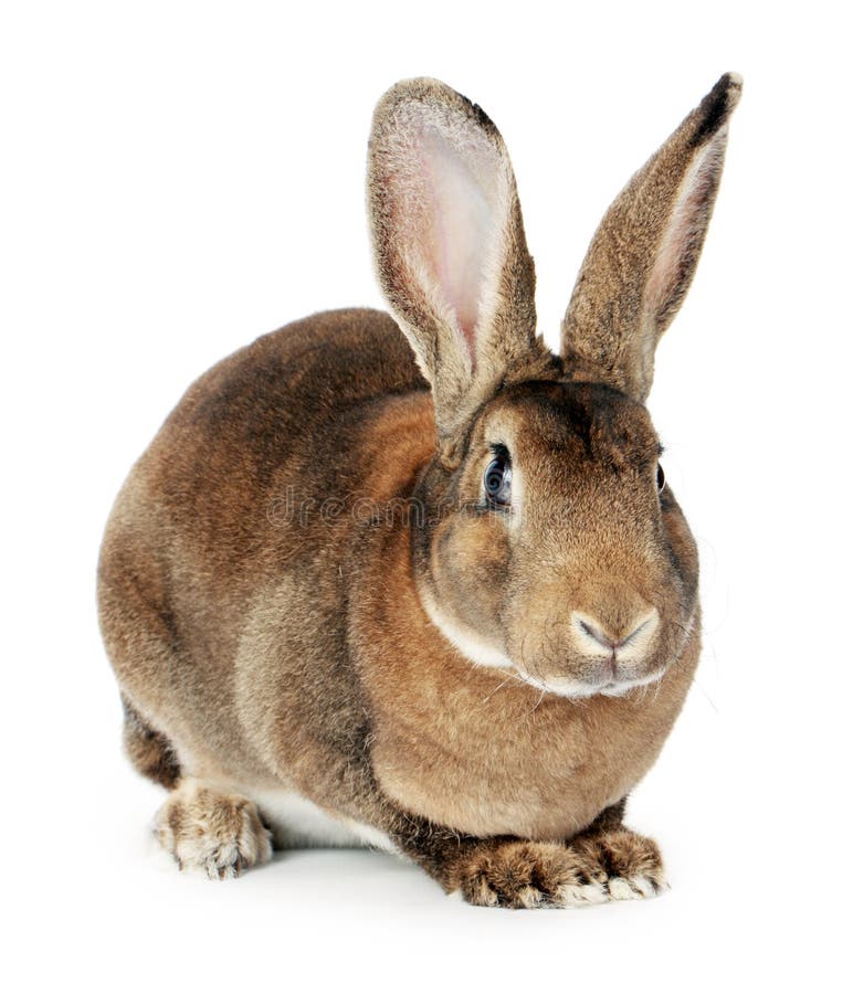 Close-up of a rabbit stock image. Image of plush, isolated - 124474313