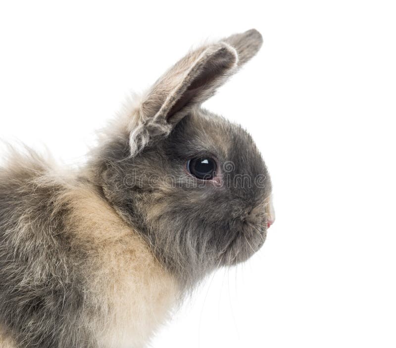 Close-up of a Rabbit (4 Months Old) Stock Photo - Image of isolated ...