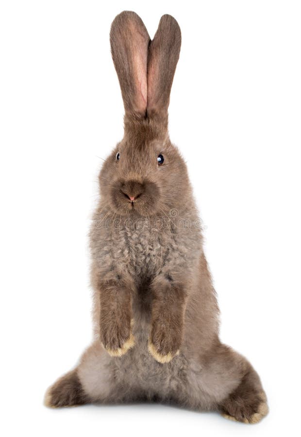 254 Rabbit Standing Hind Legs Stock Photos - Free & Royalty-Free Stock ...
