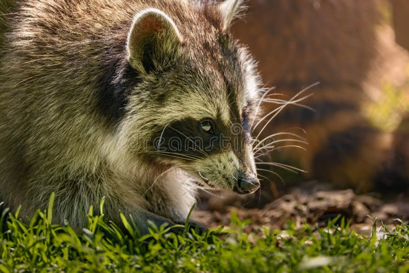 Raccoon Close Up Grass Stock Photos - Free & Royalty-Free Stock Photos ...