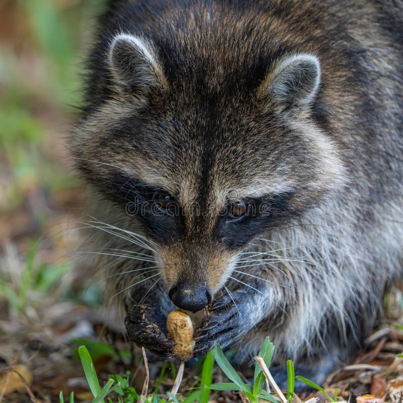 Raccoon with Peanut Close-Up Stock Image - Image of curious, natural ...