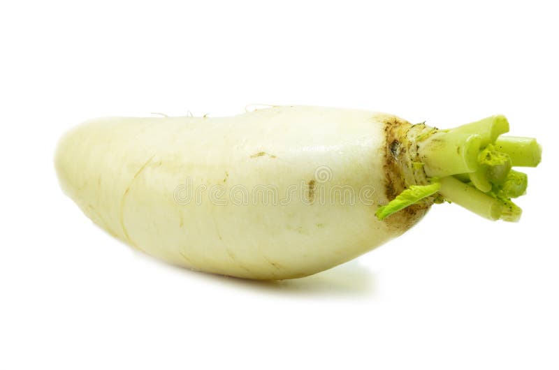 Close up of raddish stock photo. Image of radish, flower - 100953736