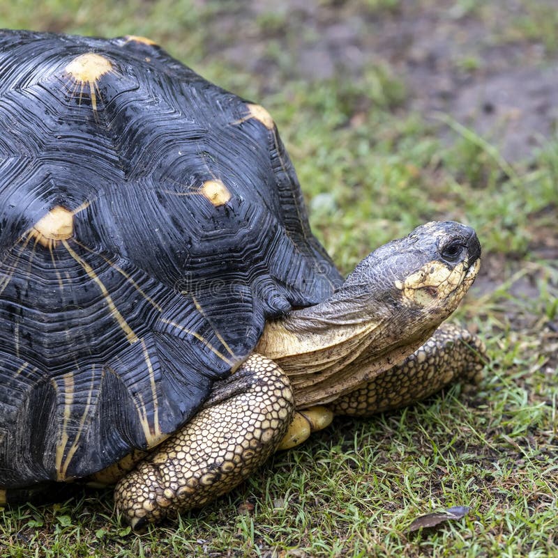 Radiated Tortoise stock photo. Image of endangered, living - 242578402