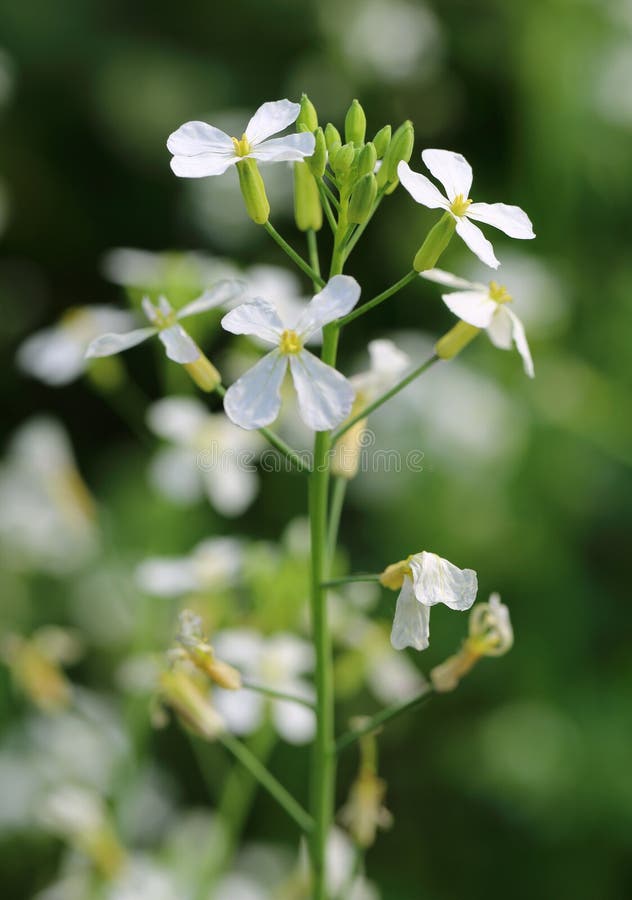 Radish - Flower stock image. Image of family, botanic - 96684143