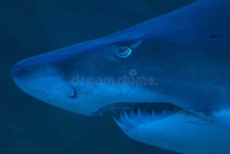 Ragged Tooth Shark stock photo. Image of shark, ocean - 8954014