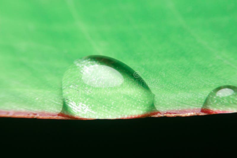 Close-up Rain Drop on Banana Leaf Stock Image - Image of closeup ...