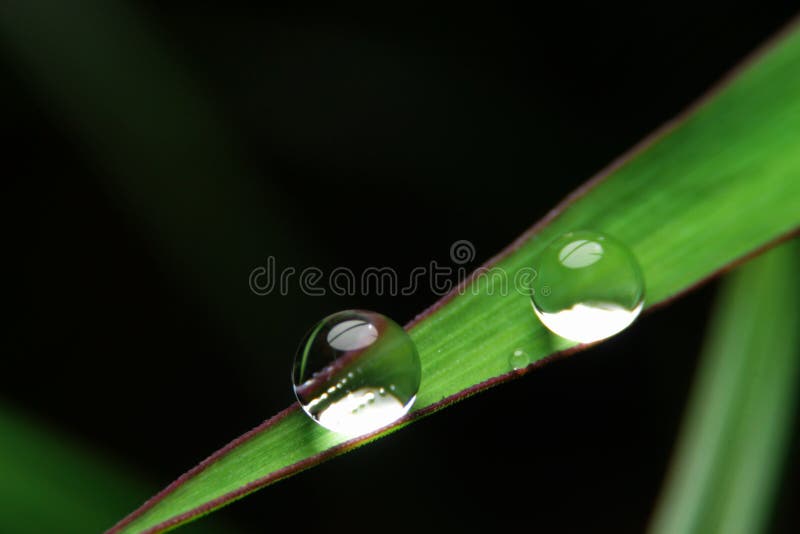Close-up rain drop on leaf stock photo. Image of transparent - 263298694