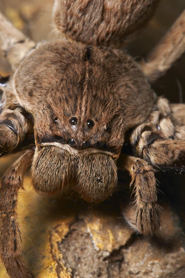 Close Up Of A Rain Spider Picture. Image: 5487206