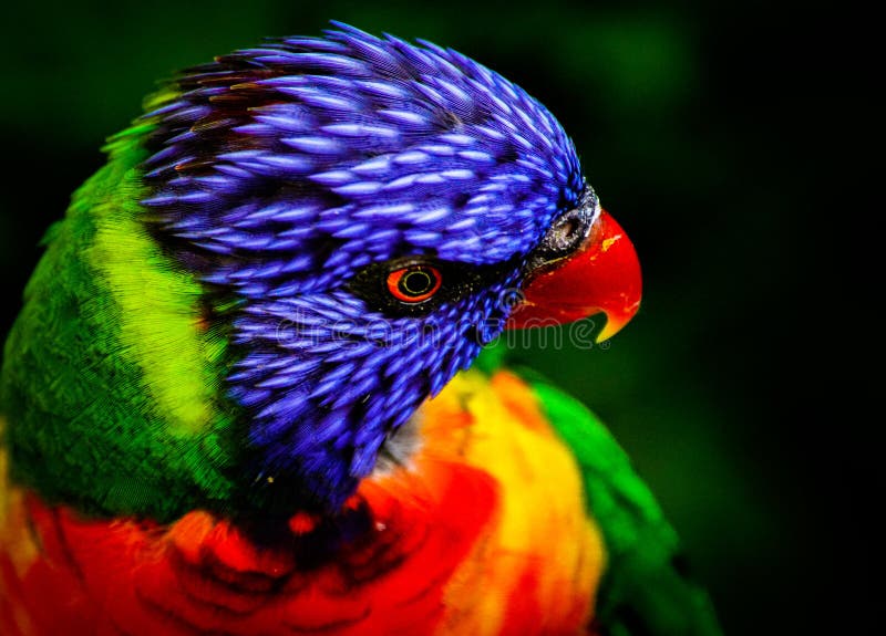 Close Up of a Rainbow Lorikeet Outdoors Stock Image - Image of colorful ...