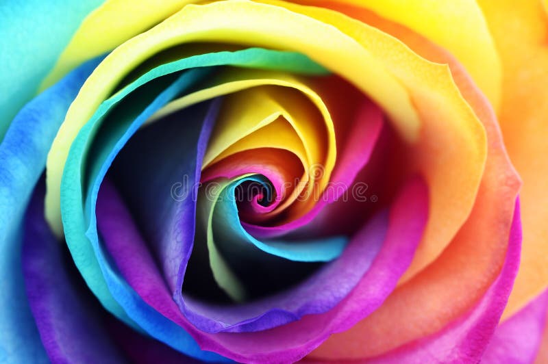 Close Up of Rainbow Rose Flower Stock Photo - Image of perfect ...