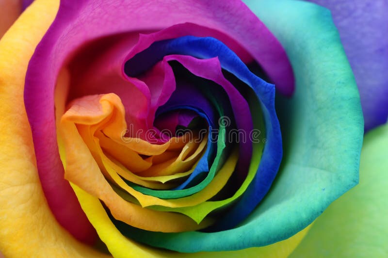 Rainbow Rose Or Happy Flower Stock Image - Image of pink, rainbow: 36158869