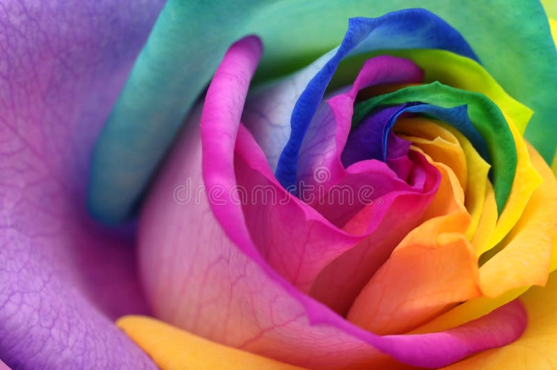 Rainbow Rose with Dew Drops. Neural Network AI Generated Stock Photo ...