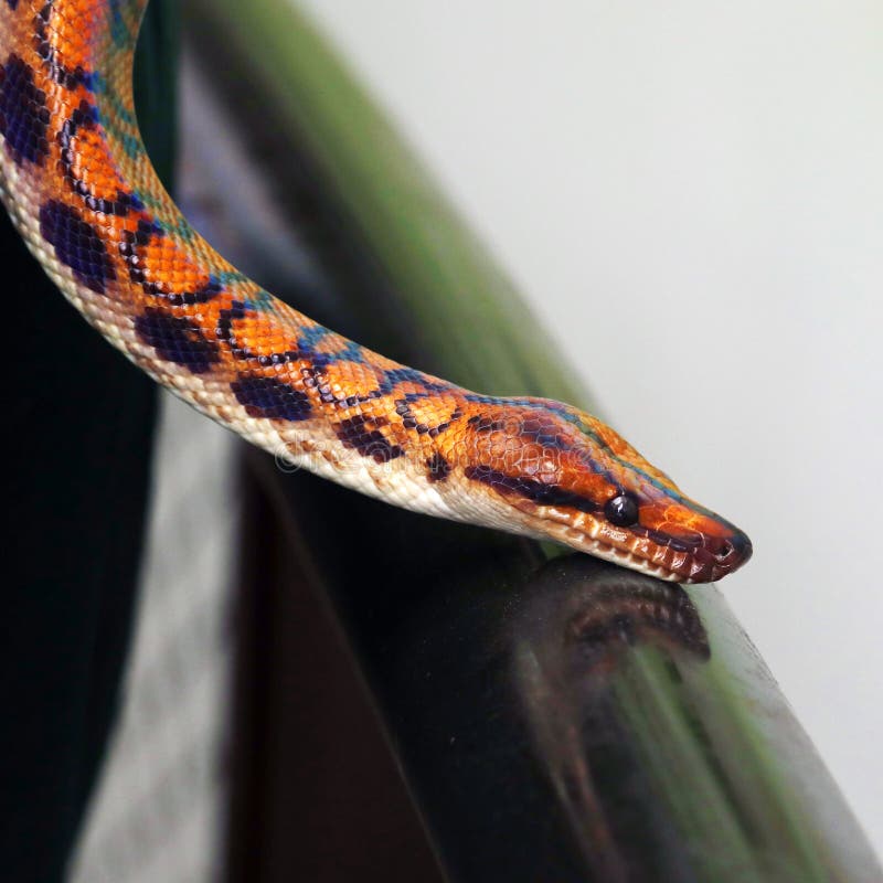 Close Up of a Rainbow Snake Head. Its Can Reflect Sunlight into a ...