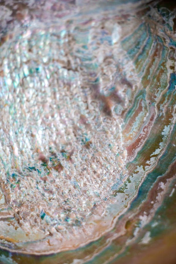 Close Up Rainbow Texture of an Abalone Shell Stock Photo - Image of ...