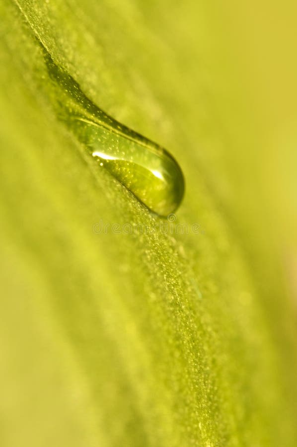 Close up of raindrop stock image. Image of natural, green - 89108987