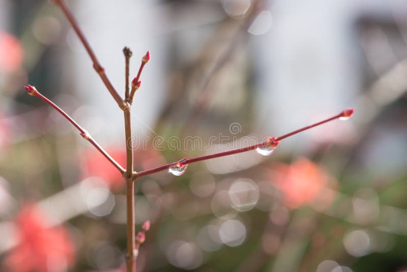 Close up of raindrop stock image. Image of natural, green - 89108987