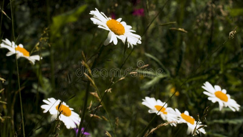 Close-up of Raindrops Falling on Daisies. Creative. Summer Light Rain ...