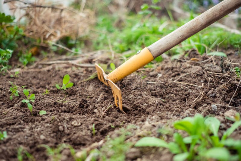 Close Up of Rake Cultivating Soil in Greenhouse. Making Farmer Spring ...