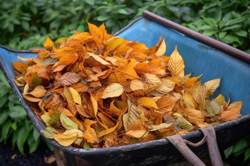 Close-up of Raked Leaves in a Wheelbarrow Stock Image - Image of ...