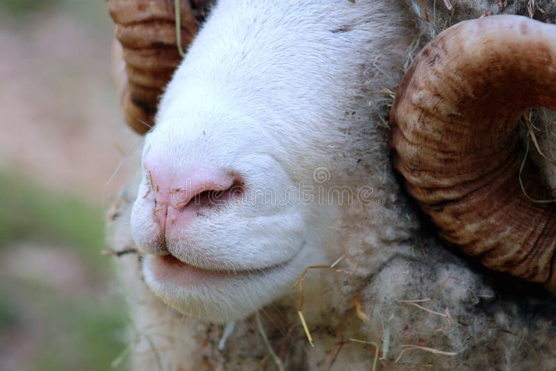 Close up of Ram Face stock image. Image of nose, close - 44991721