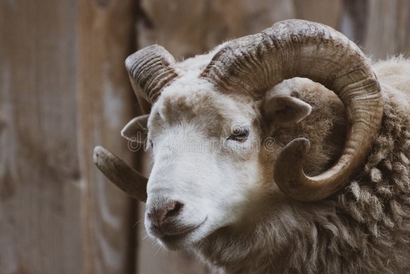 Close-up of a Ram with Its One Powerful Horn Stock Image - Image of ...