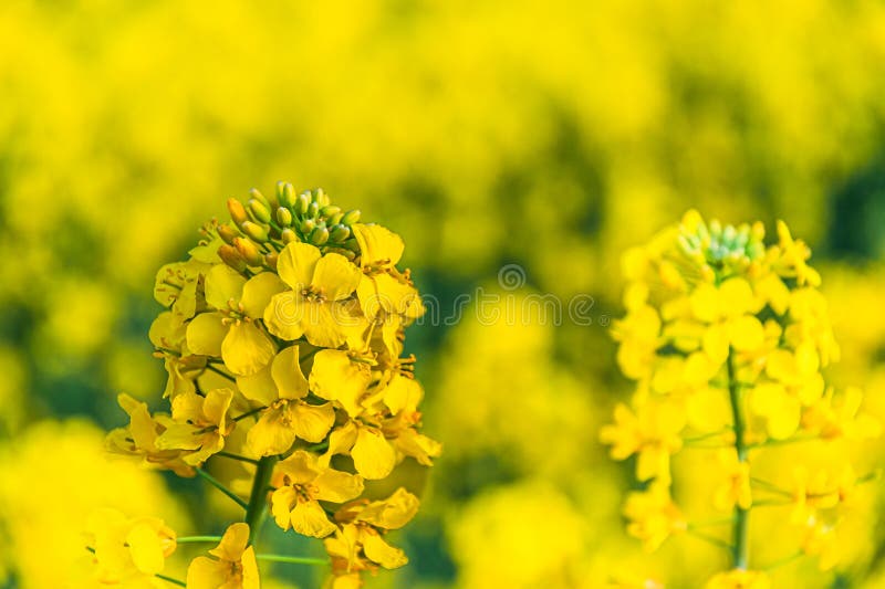 Close Up of Rapeseed Blossom Stock Photo - Image of floral, summer ...