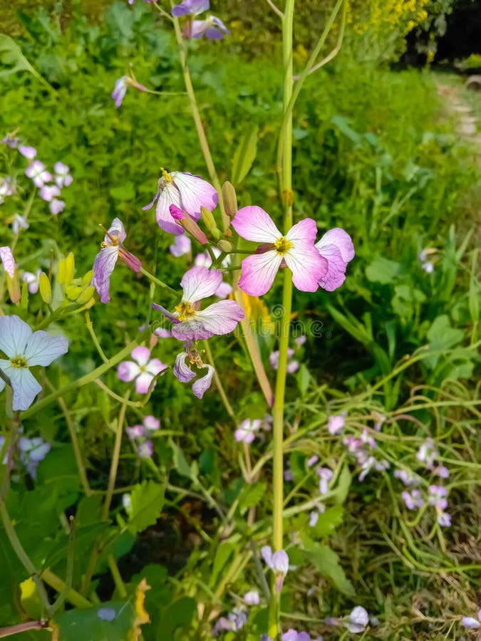 Close Up of the Raphanus Caudatus Flowers.Flower . Raphanus Flowers ...