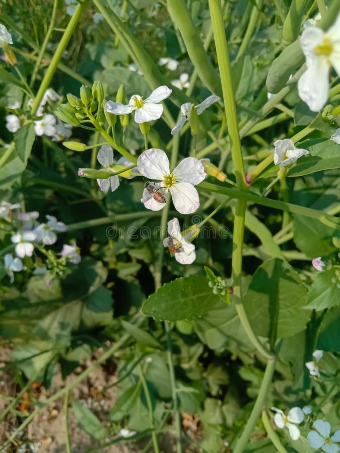 Close Up of the Raphanus Caudatus Flowers.Flower . Raphanus Raphanus ...
