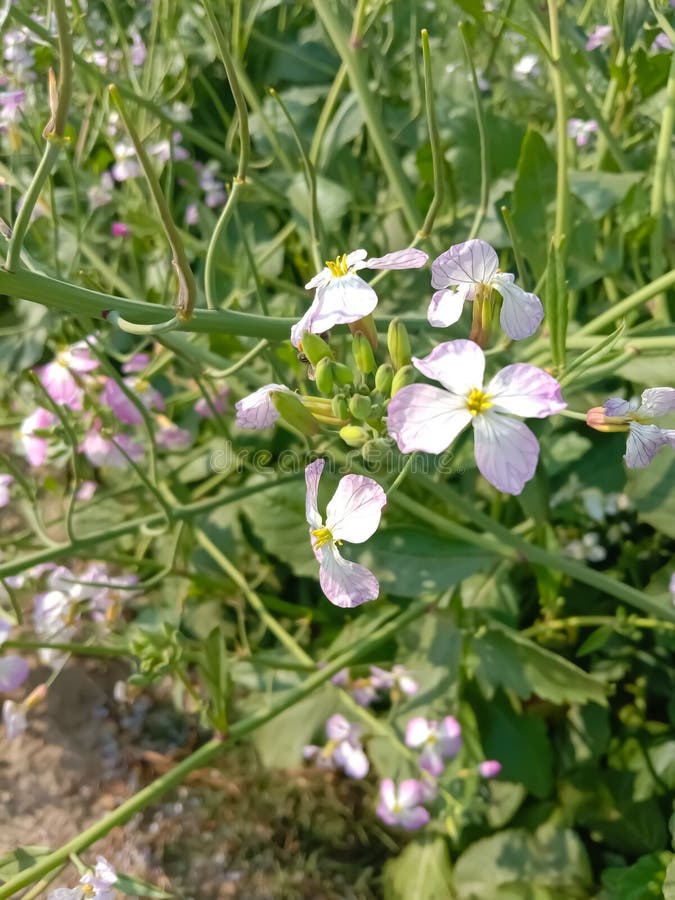Close Up of the Raphanus Caudatus Flowers.Flower . Raphanus Raphanus ...