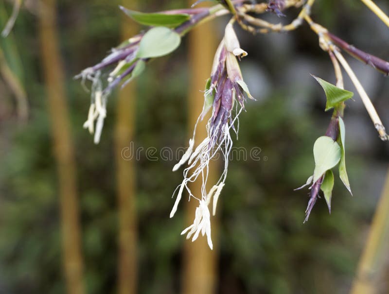 Close Up of a Rare Bamboo Flower Stock Image - Image of flower, garden ...