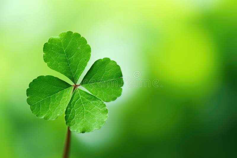 Close-up of a Rare Four-leaf Clover Against a Blurred Green Background ...