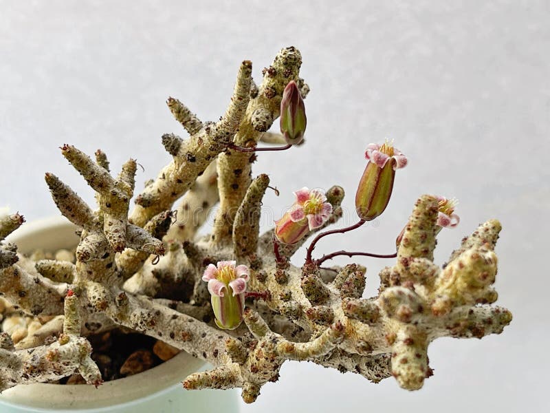Close-up of Rare Tylecodon Buchholzianus Plant with Flowers Stock Photo ...