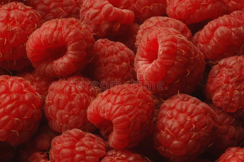 Close-up of raspberries stock image. Image of groceries - 14605889