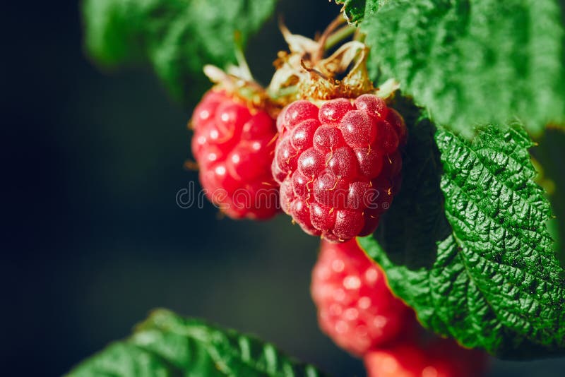 Raspberries Hanging on a Branch in Sunny Day Stock Image - Image of ...