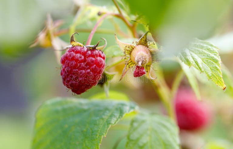 A Close Up of a Raspberry Bush with a Single Raspberry on a Leaf Stock ...