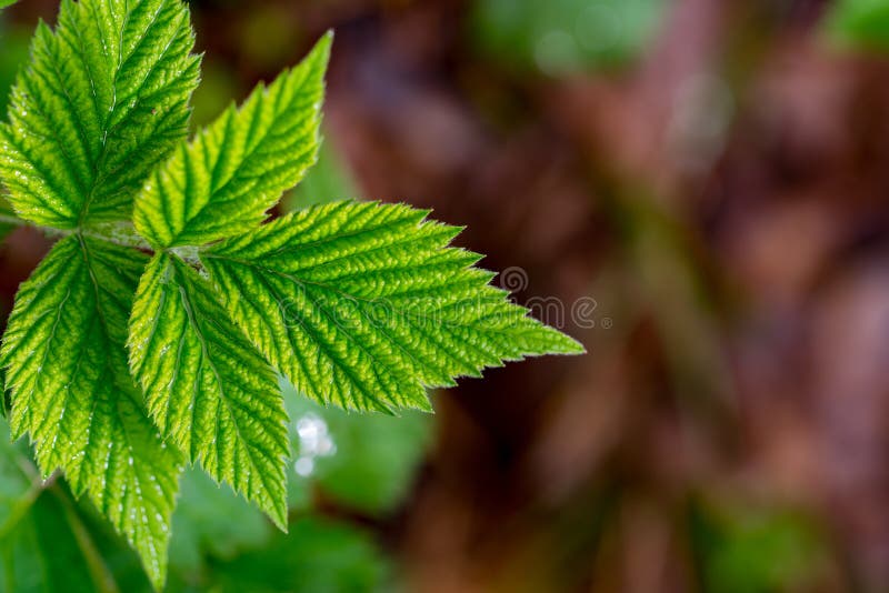 Raspberry Leaves stock photo. Image of leaf, garden - 140012736