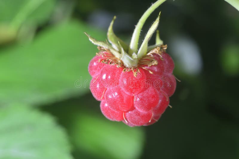 Close-up raspberry stock photo. Image of gourmet, close - 56199570