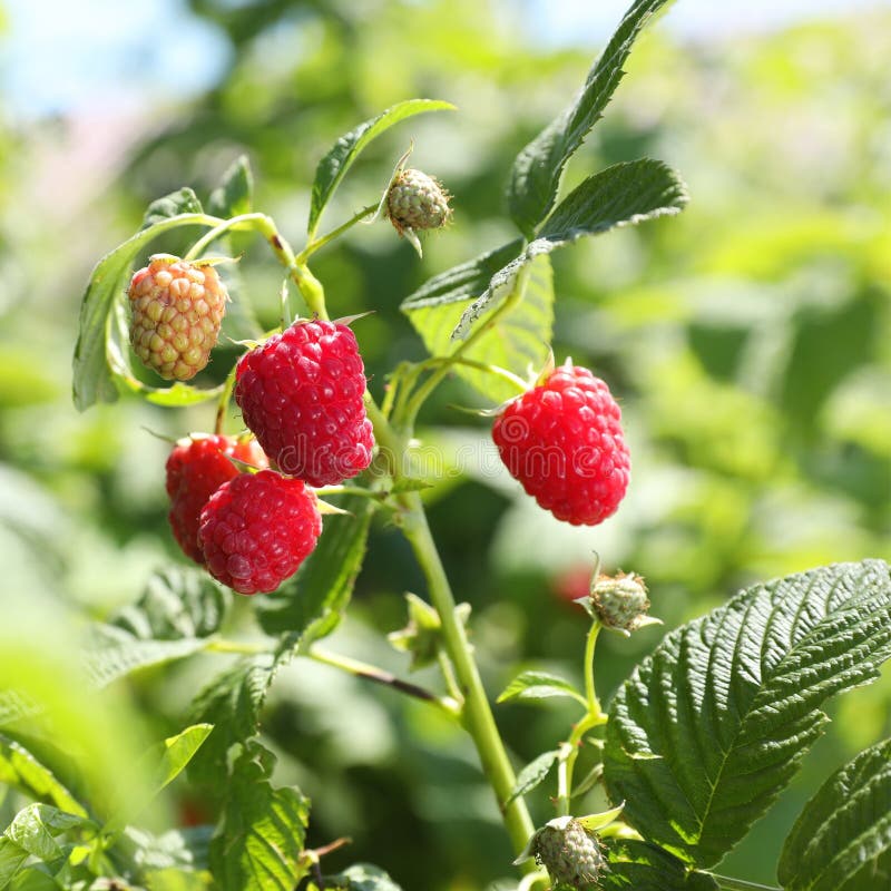 A Close Up of a Raspberry Plant Stock Illustration - Illustration of ...