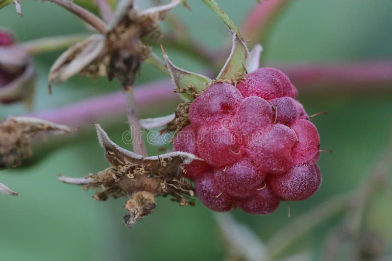 Raspberry plant close up stock photo. Image of macro - 101650446