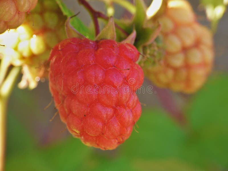 Raspberry macro stock photo. Image of leaves, food, growth - 258739184