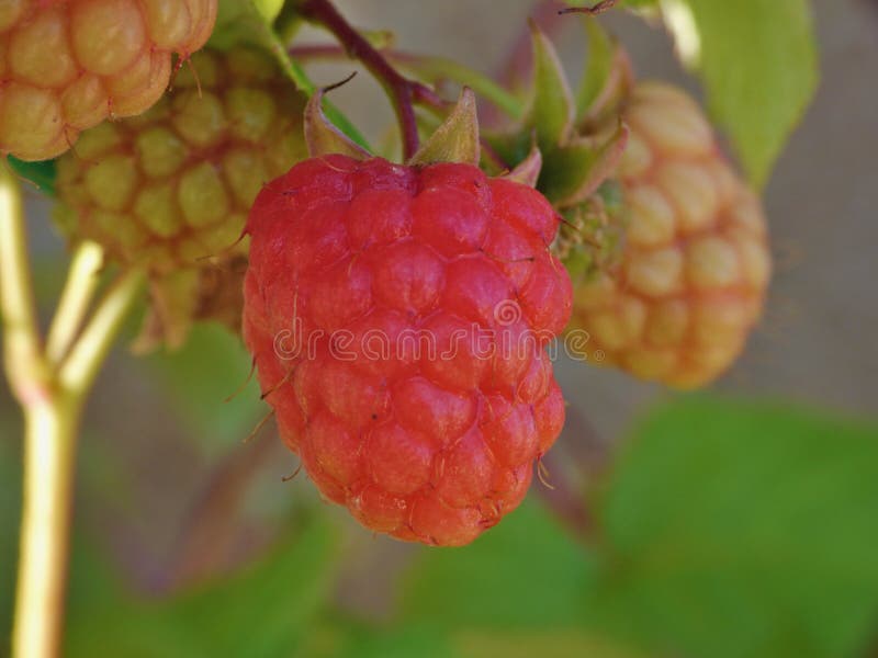 Raspberry macro stock image. Image of grow, berry, growing - 258739197