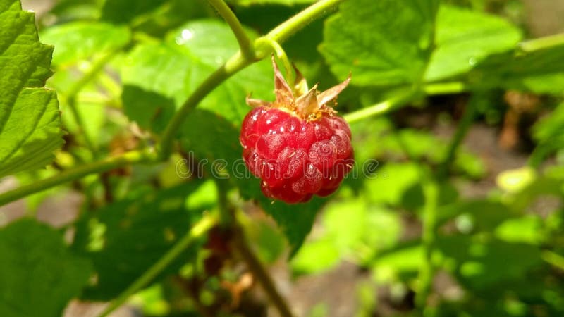 A Close Up of a Raspberry Plant with Leaves Stock Photo - Image of bush ...