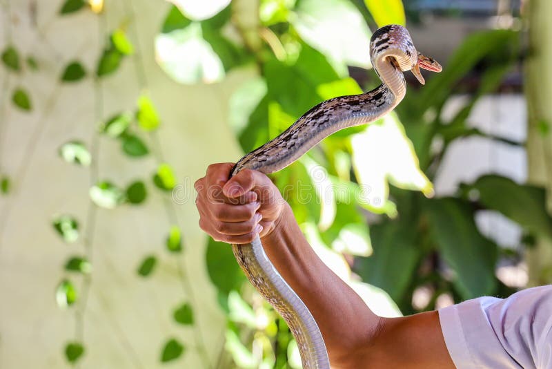 Close Up Rat Snake on Hand Asia Man Stock Image - Image of attack ...
