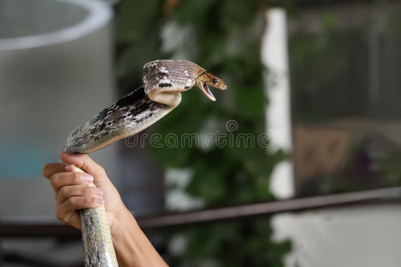 Close Up Rat Snake on Hand Asia Man Stock Image - Image of reptiles ...
