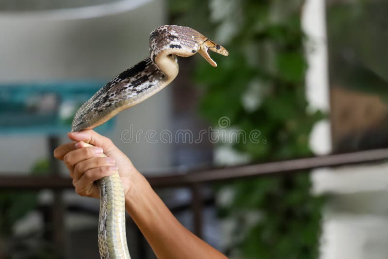 Close Up Rat Snake on Hand Asia Man Stock Image - Image of pattern ...