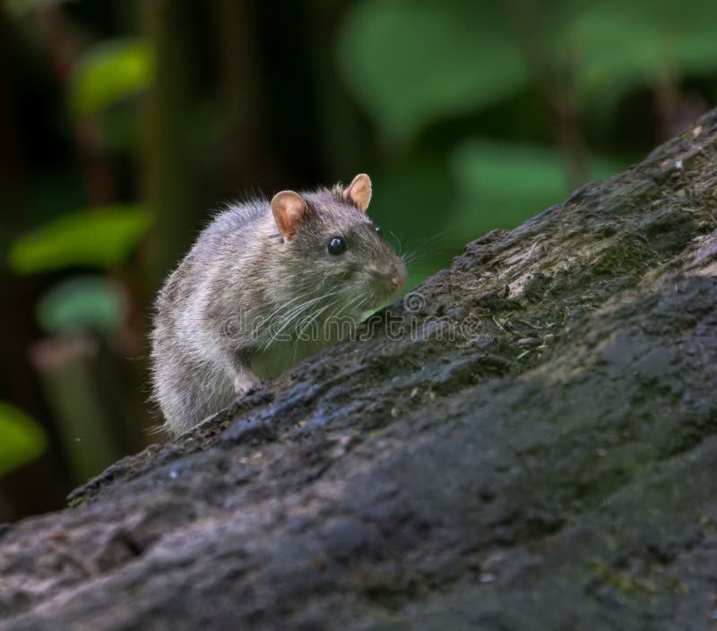 Close-up of a Rat on a Tree Trunk in a Forest Setting Stock Photo ...