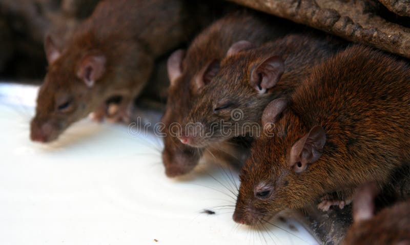 Close Up of Rats Drinking Milk Stock Image - Image of deshnok, bowl ...